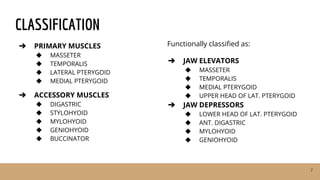 Primary and Accessory Muscles of Mastication | PDF