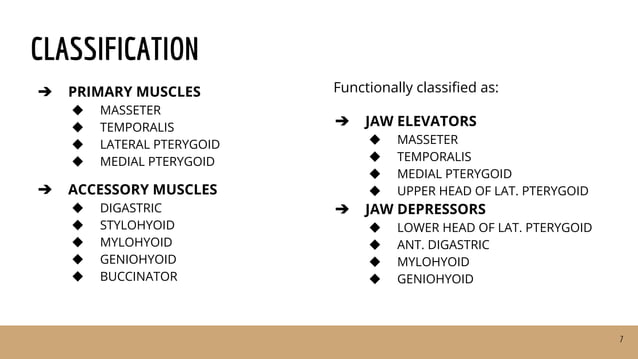 Primary and Accessory Muscles of Mastication | PDF