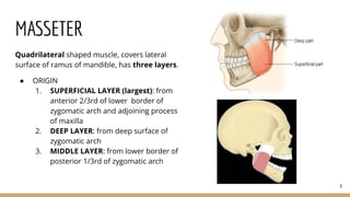 Primary and Accessory Muscles of Mastication | PDF