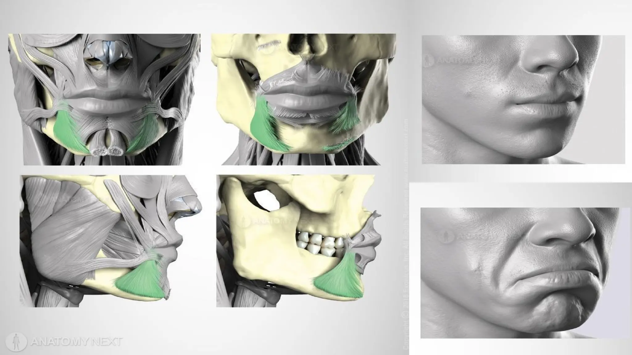 Muscle of facial expression, Muscle of mastication & TMJ | PPT