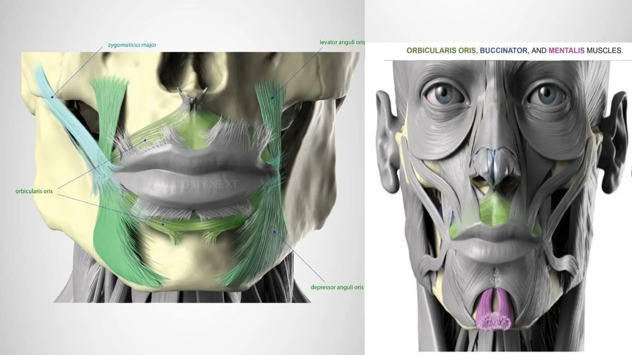 Muscle of facial expression, Muscle of mastication & TMJ | PPT