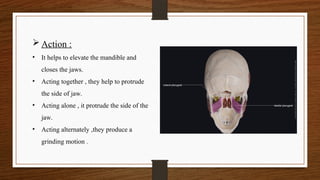 MUSCLES OF MASTICATION AND VARIOUS MUSCLE DISORDERS.ppt