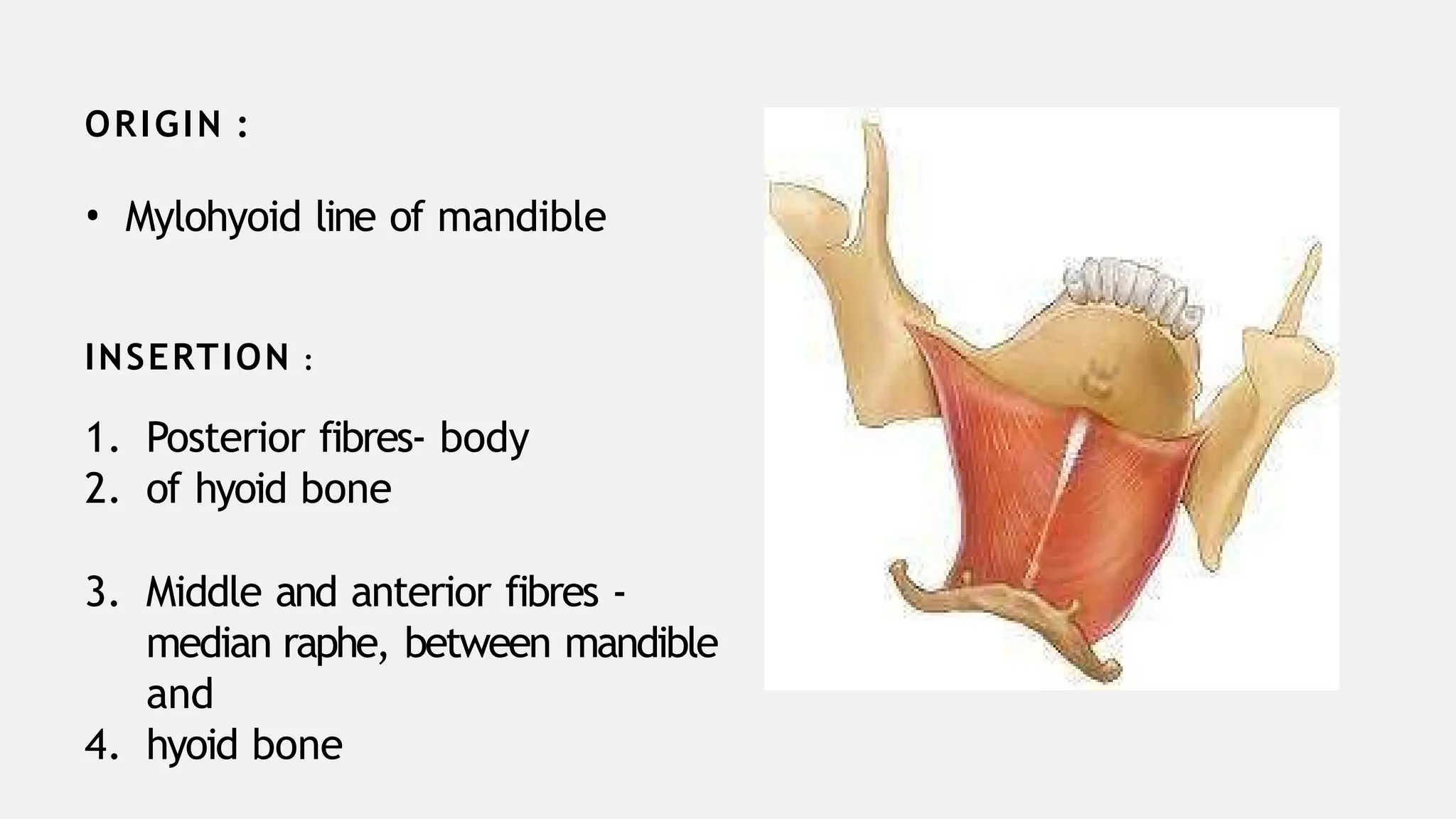 Muscles of Mastication. primary and accessory pptx | PPT