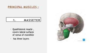 Muscles of Mastication. primary and accessory pptx | PPTX