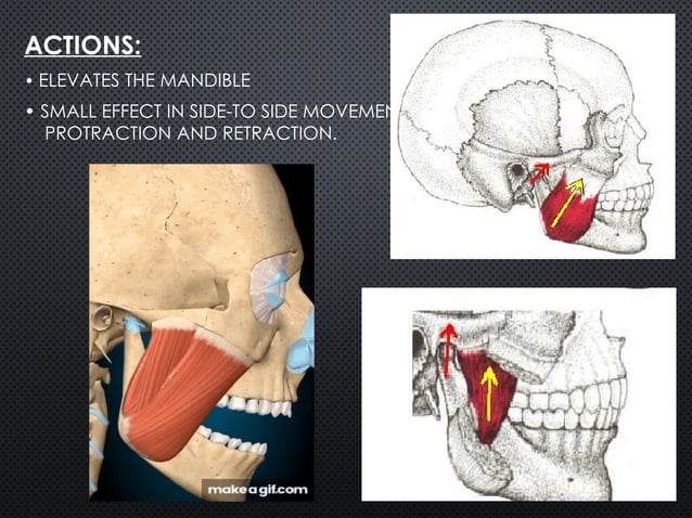 MUSCLES OF MASTICATION .pptx presentation | PPT