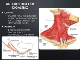 MUSCLES OF MASTICATION .pptx presentation | PPTX