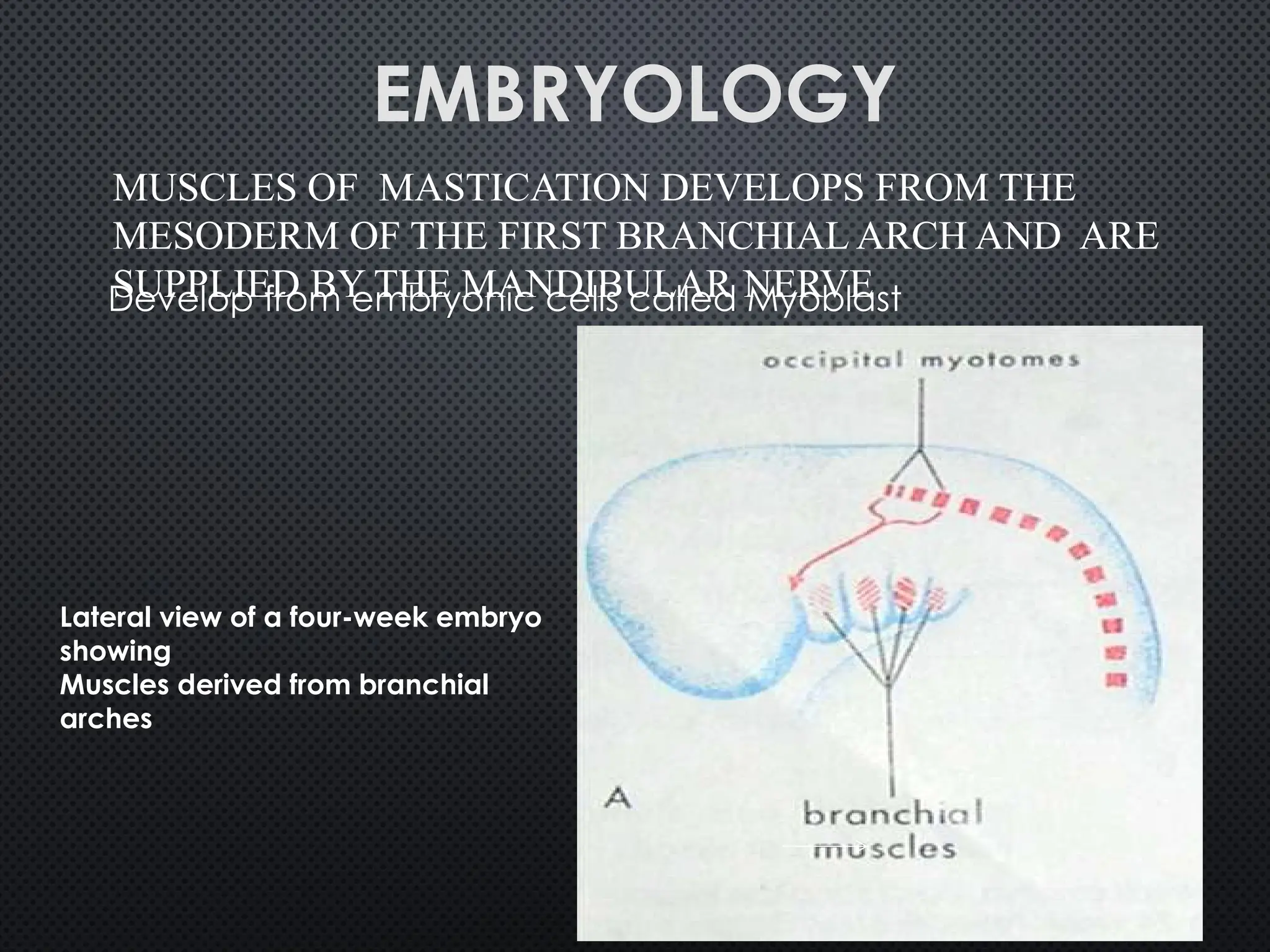 MUSCLES OF MASTICATION .pptx presentation | PPTX