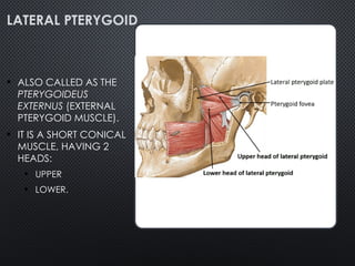MUSCLES OF MASTICATION .pptx presentation | PPTX