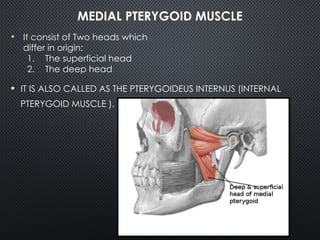 MUSCLES OF MASTICATION .pptx presentation | PPTX