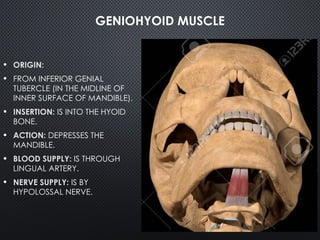 MUSCLES OF MASTICATION .pptx presentation | PPTX
