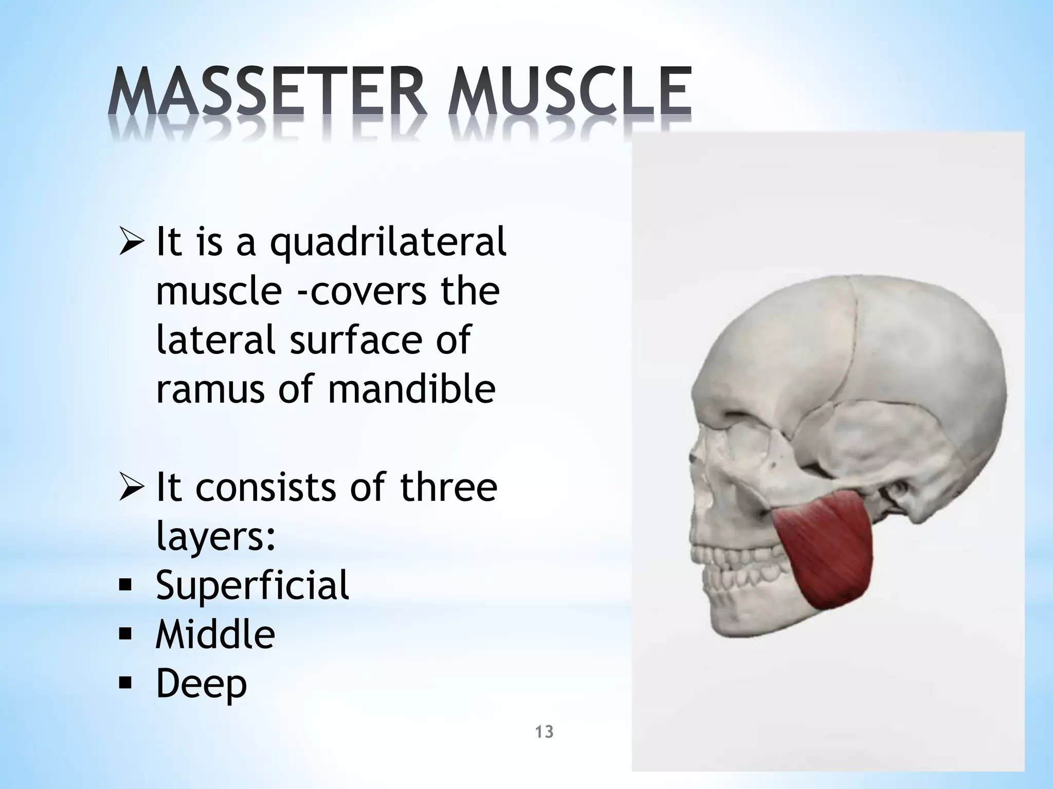 Muscles of mastication- Dr. Pankti Shah (PART I MDS) | PPTX