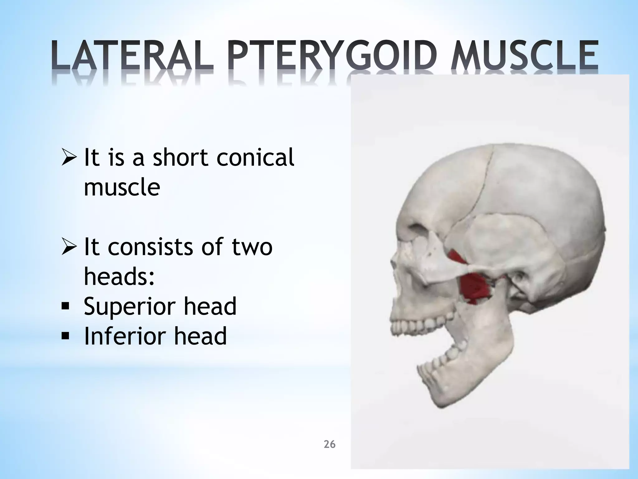 Muscles of mastication- Dr. Pankti Shah (PART I MDS) | PPTX