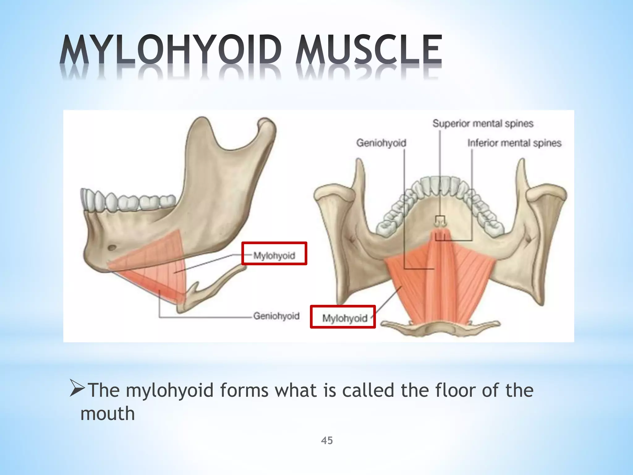 Muscles of mastication- Dr. Pankti Shah (PART I MDS) | PPTX