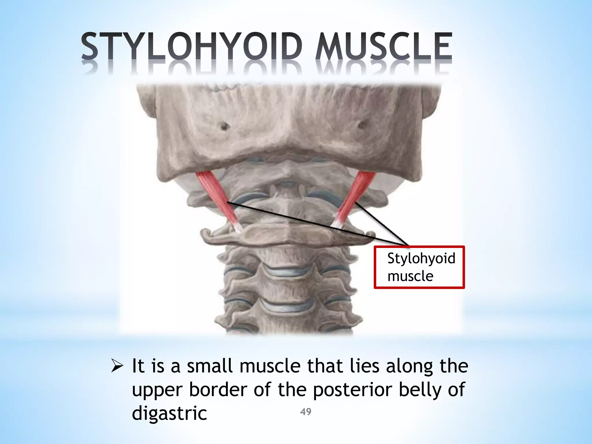 Muscles of mastication- Dr. Pankti Shah (PART I MDS) | PPTX