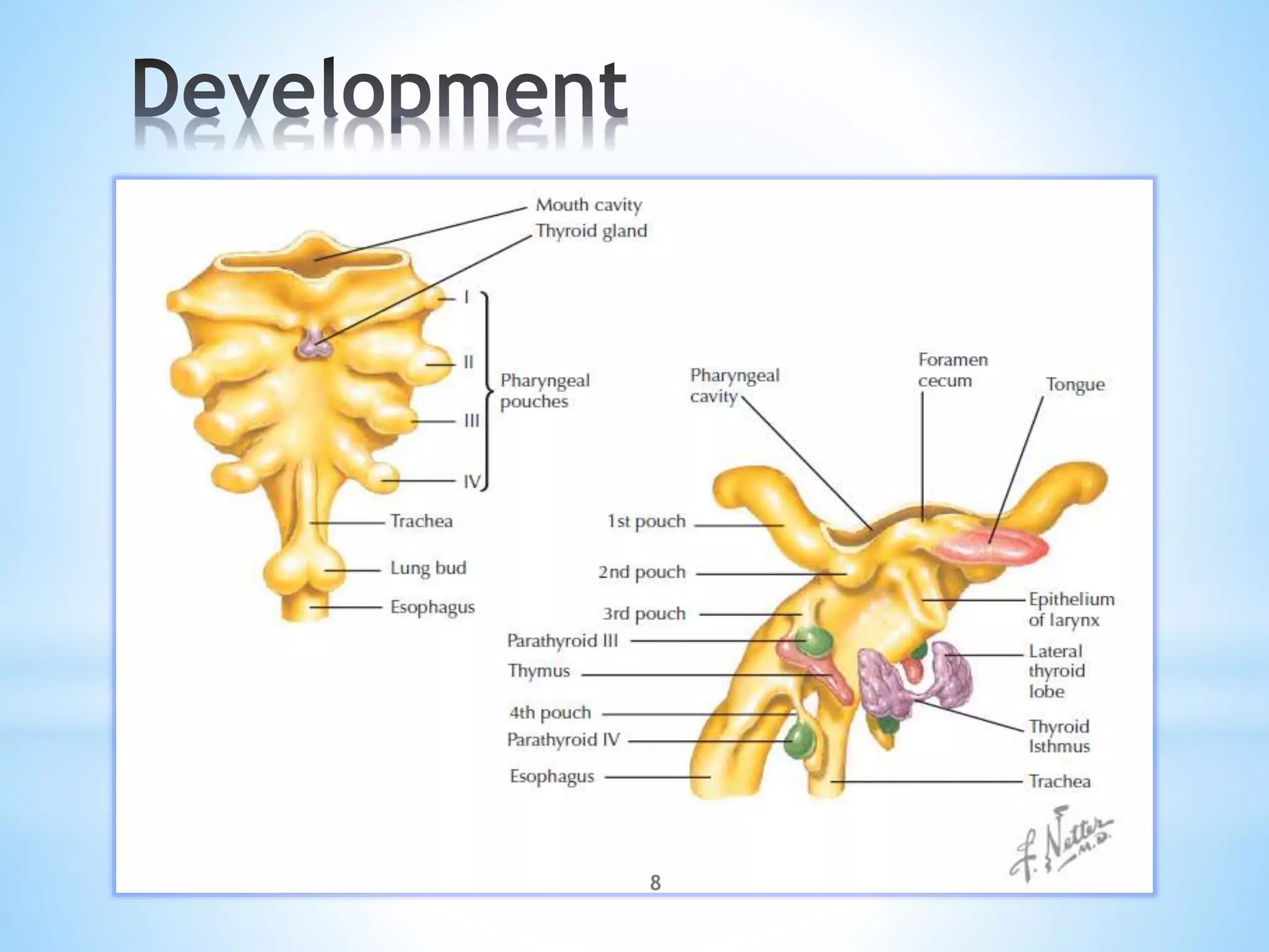 Muscles of mastication- Dr. Pankti Shah (PART I MDS) | PPTX