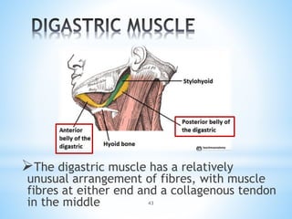 Muscles of mastication- Dr. Pankti Shah (PART I MDS) | PPTX