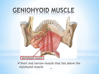 Muscles of mastication- Dr. Pankti Shah (PART I MDS) | PPTX