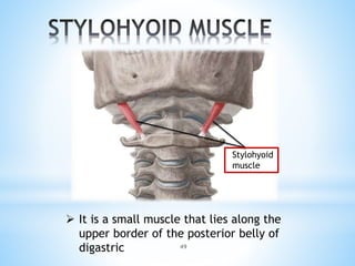 Muscles of mastication- Dr. Pankti Shah (PART I MDS) | PPTX