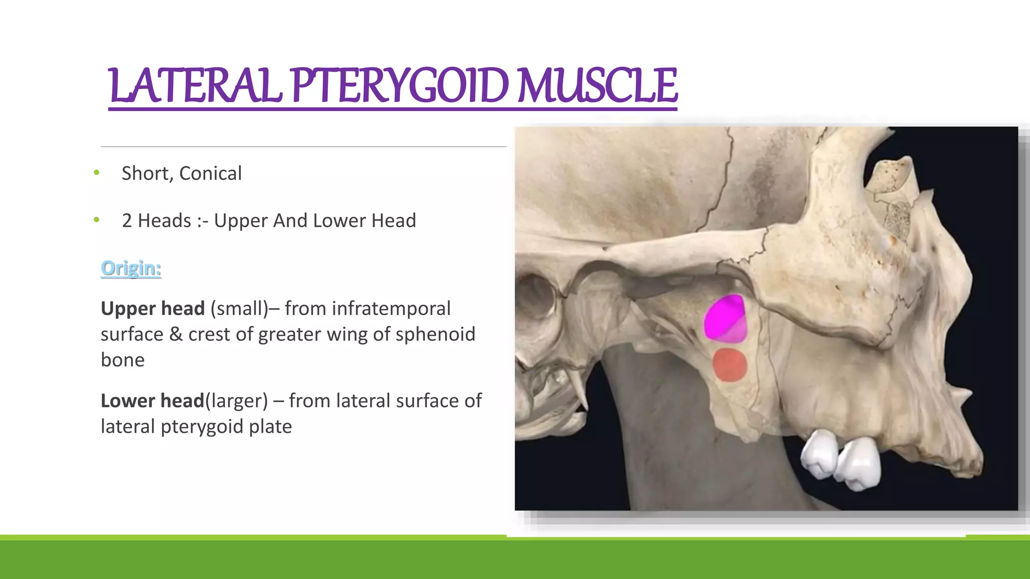 Muscles of mastication | PPTX