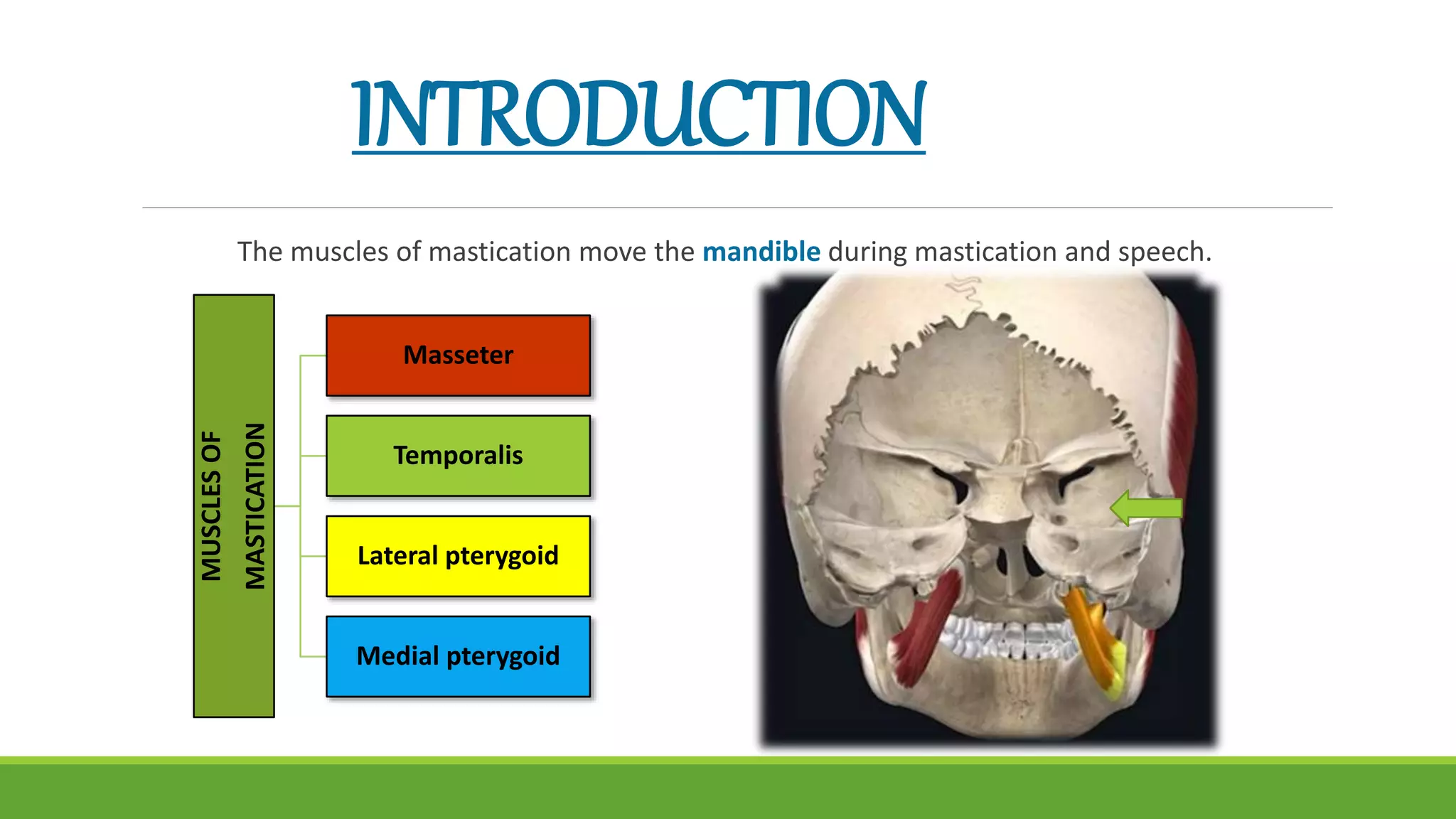 Muscles Of Mastication Ppt