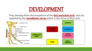 Muscles of mastication | PPTX