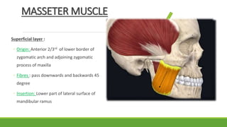 Muscles of mastication | PPTX