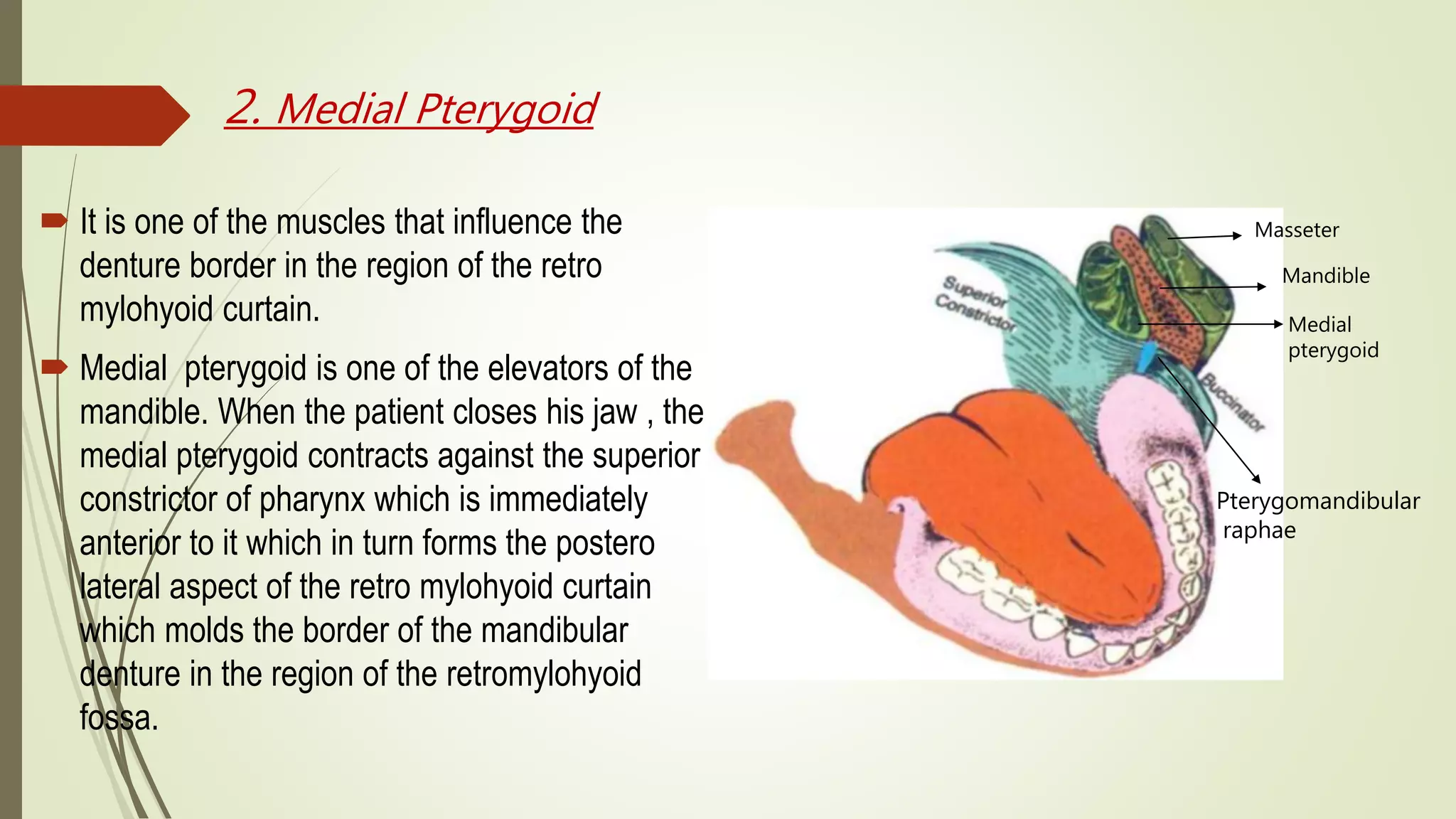 Muscles of mastication prosthodontic consideration | PPTX