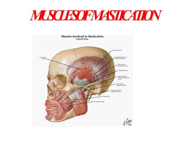 muscles of mastication 1.pptx | Dental Health | Diseases and Conditions