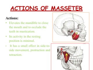 muscles of mastication 1.pptx