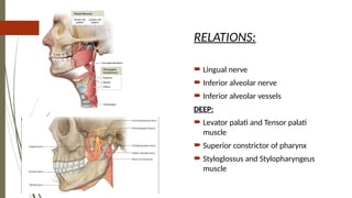 muscles of mastication contraction produced | PPTX