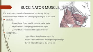 muscles of mastication contraction produced | PPTX
