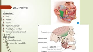 Muscles of mastication with their full origin and insertion | PPTX