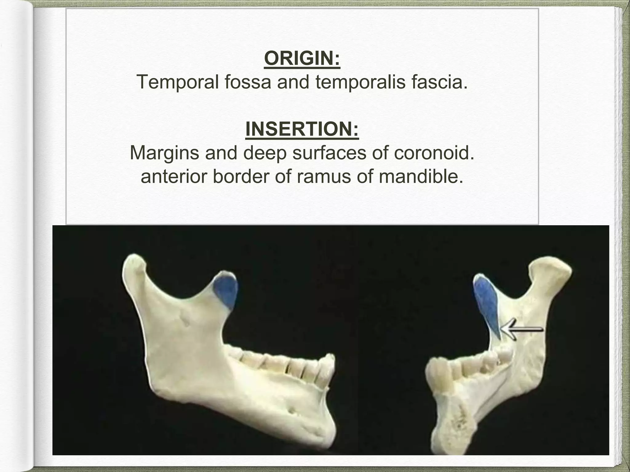 Muscles of mastication 1:10:19 | PPTX