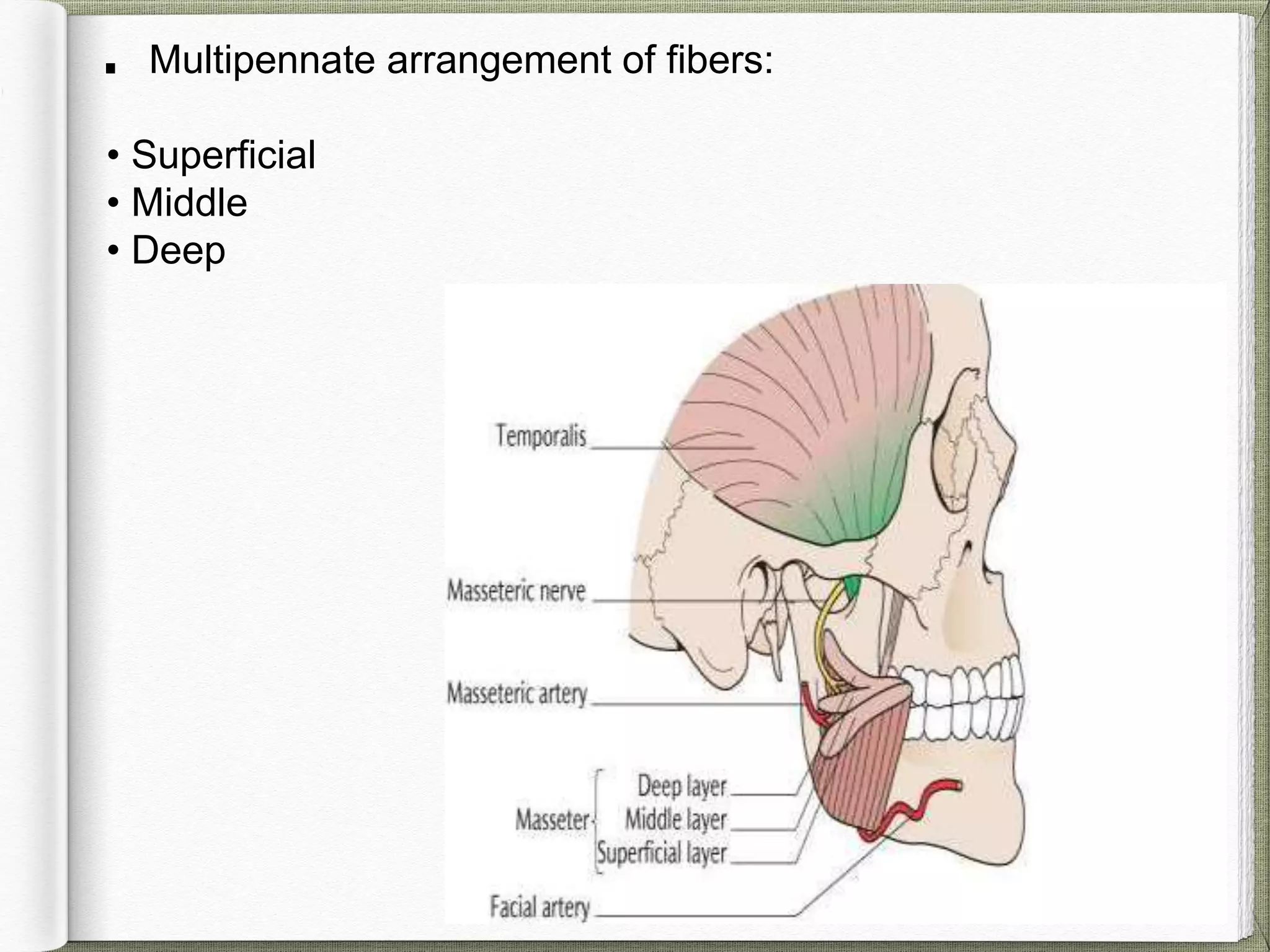 Muscles of mastication 1:10:19 | PPTX