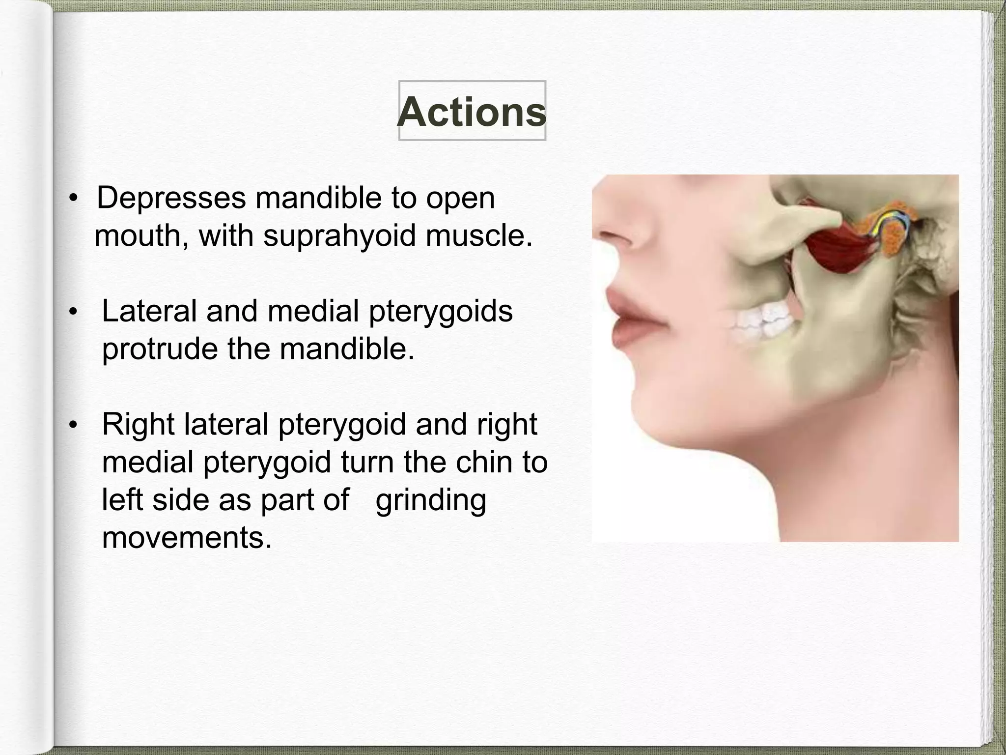Muscles of mastication 1:10:19 | PPTX