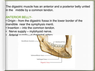 Muscles of mastication 1:10:19 | PPTX
