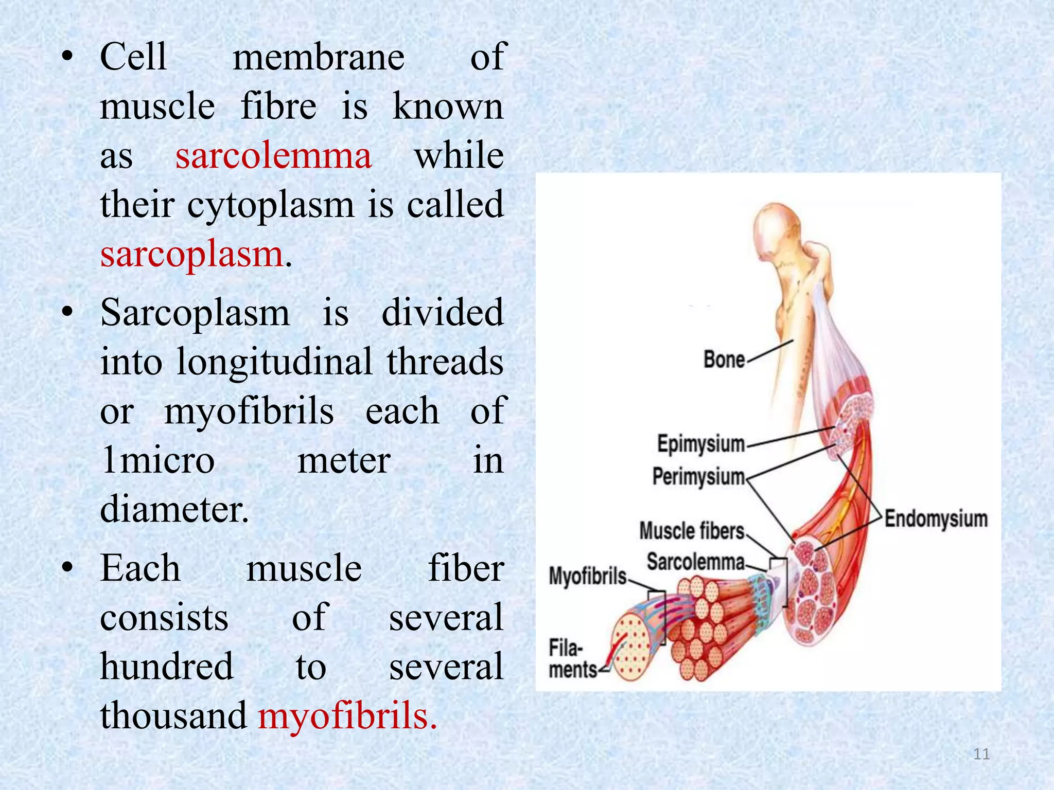 Muscles of mastication | PPT