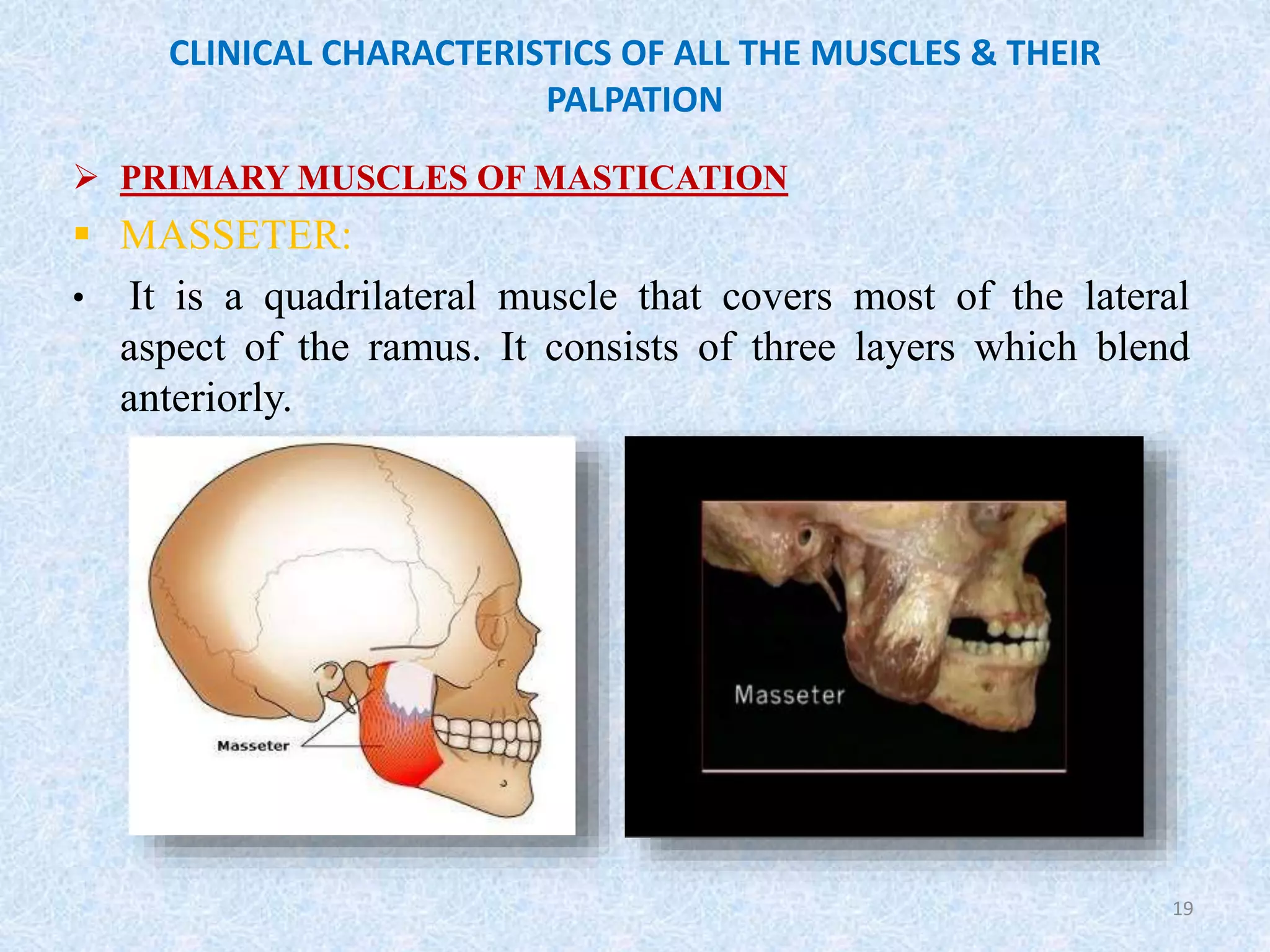 Muscles of mastication | PPT