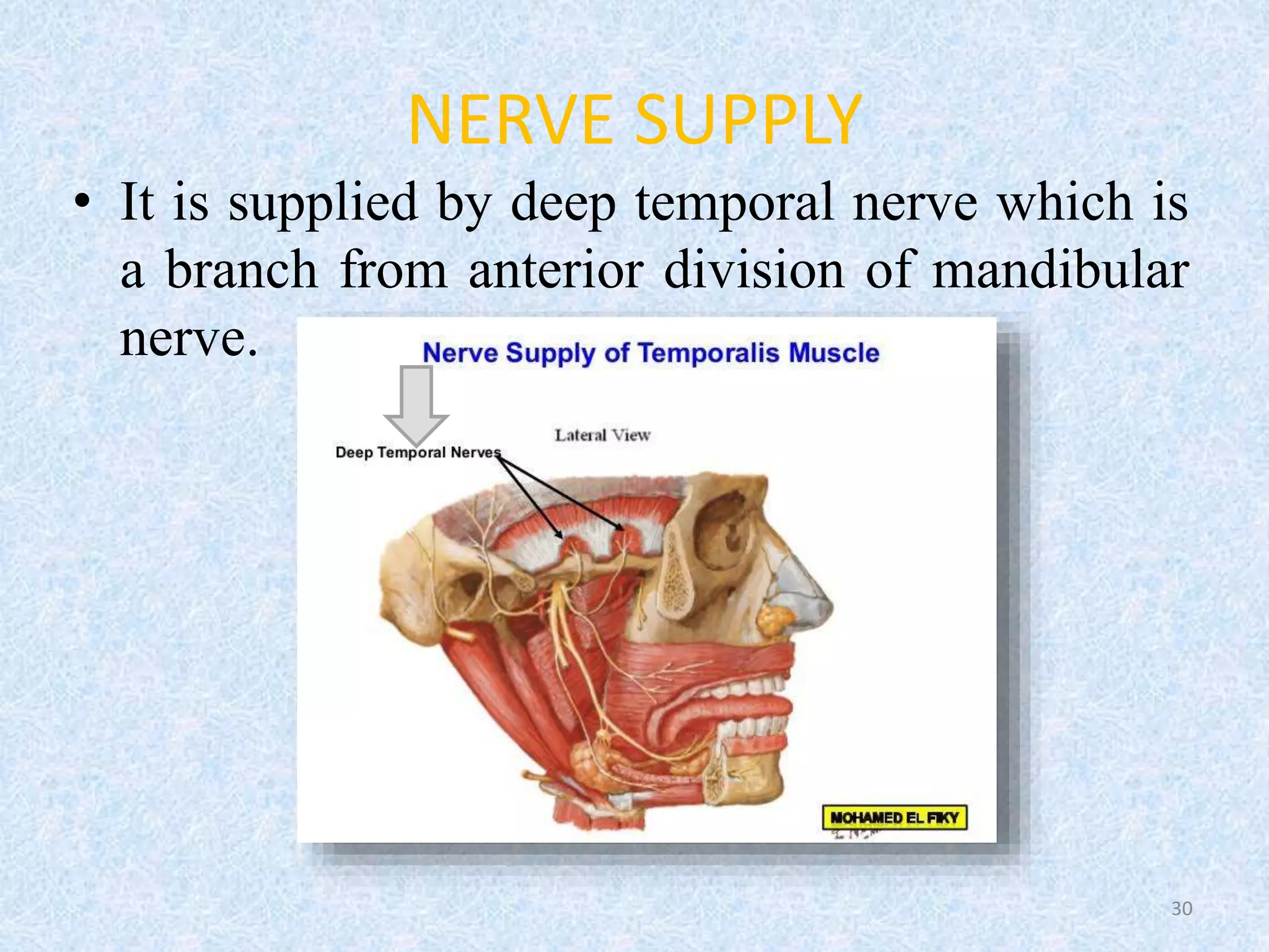 Muscles of mastication | PPT