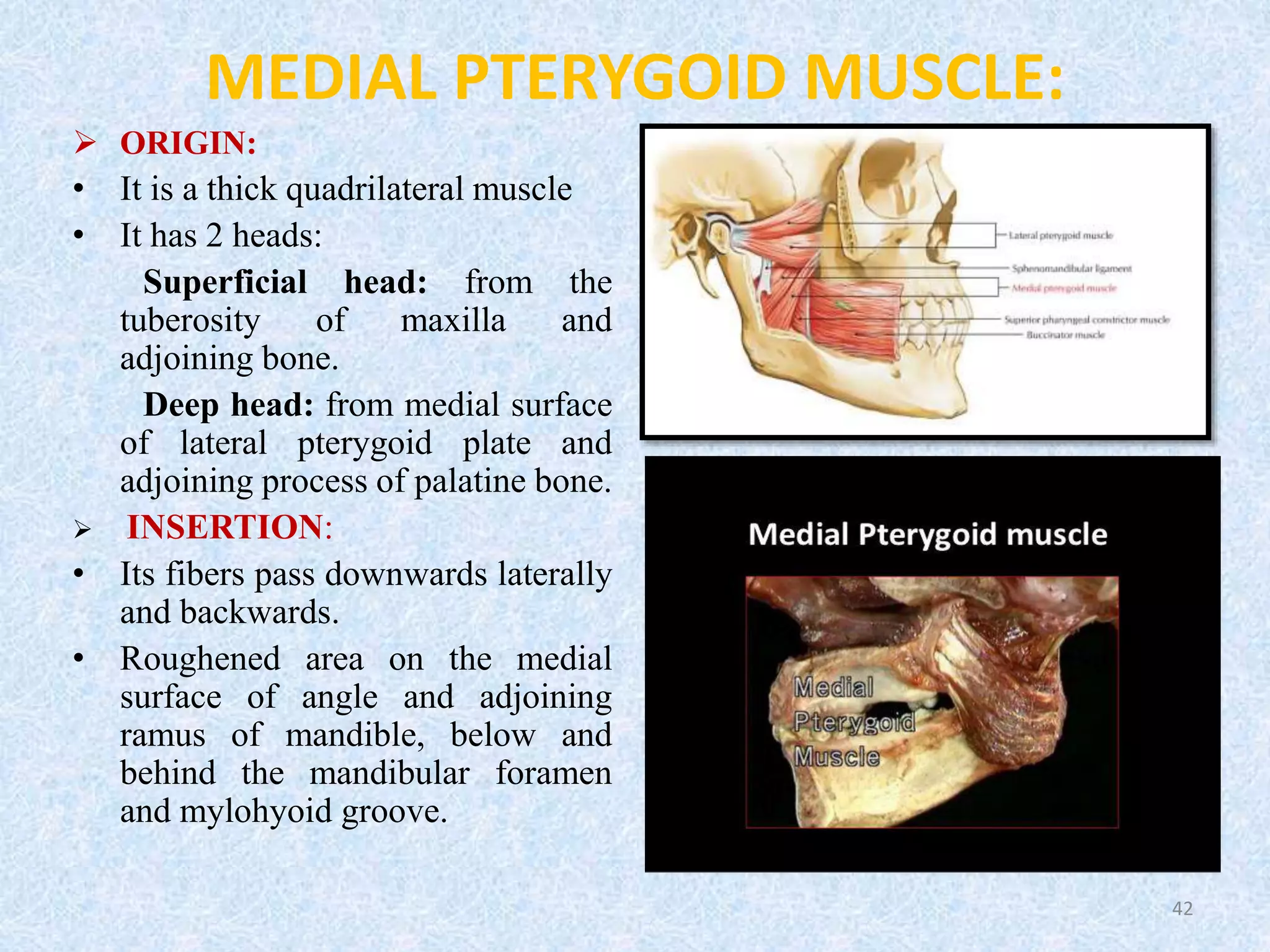Muscles of mastication | PPT