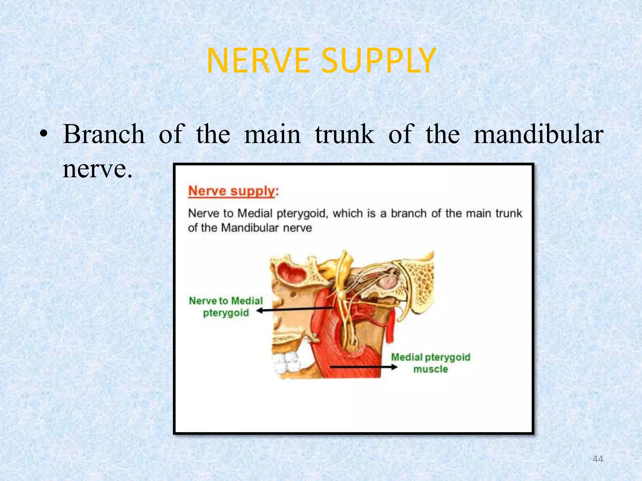 Muscles of mastication | PPT