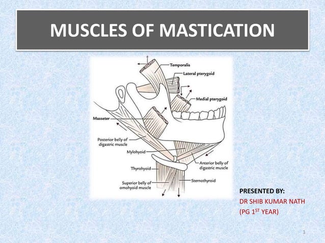 Muscles of mastication | PPT