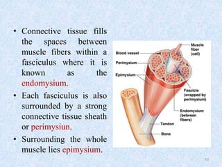 Muscles of mastication | PPTX