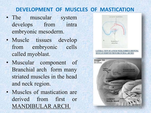 Muscles of mastication | PPT