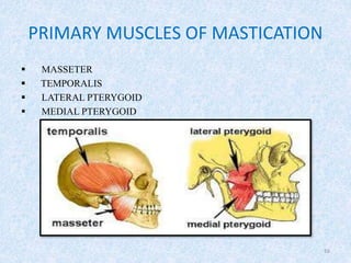 Muscles of mastication | PPTX