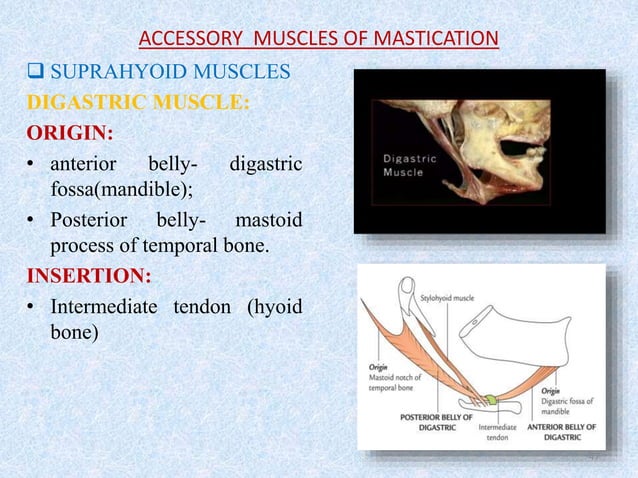 Muscles of mastication | PPT