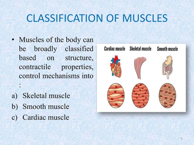 Muscles of mastication | PPT