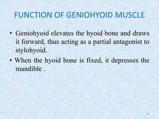Geniohyoid Function