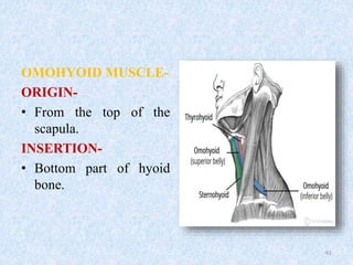 Omohyoid Muscle Origin And Insertion