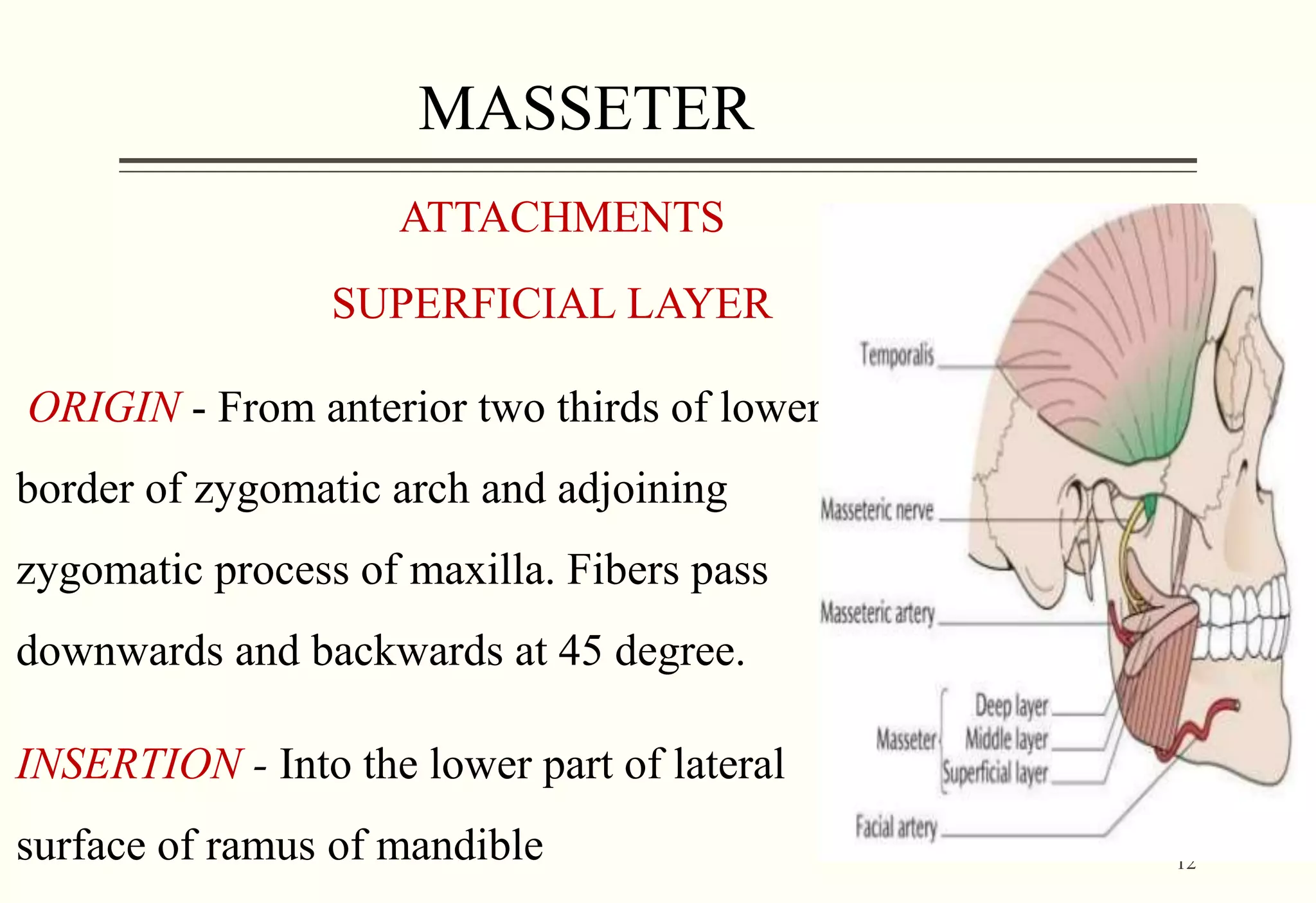 Muscles of mastication and facial expression. | PPTX